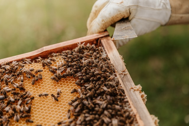 New Scary Bee! – Jax Country 100.3 Radio